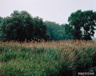 Phragmites (Phragmites australis)- September 2014 - MSU Extension ...