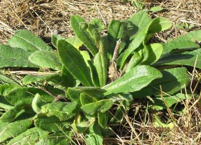 Common bugloss- June 2019 - MSU Extension Invasive Plants | Montana State University