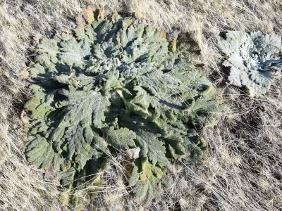 Monthly Weed Post, April 2024 - MSU Extension Invasive Plants | Montana ...