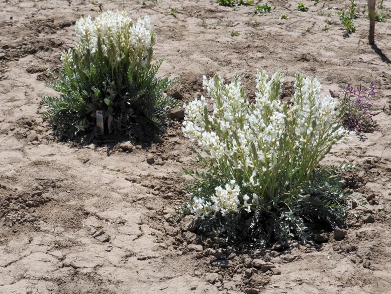 Monthly Weed Post, December 2024 - MSU Extension Invasive Plants ...